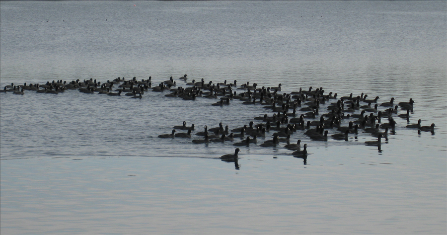 Why a Coot? – The Constant Harper